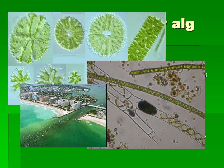 PPT - Alge (BIO) PowerPoint Presentation - ID:922009