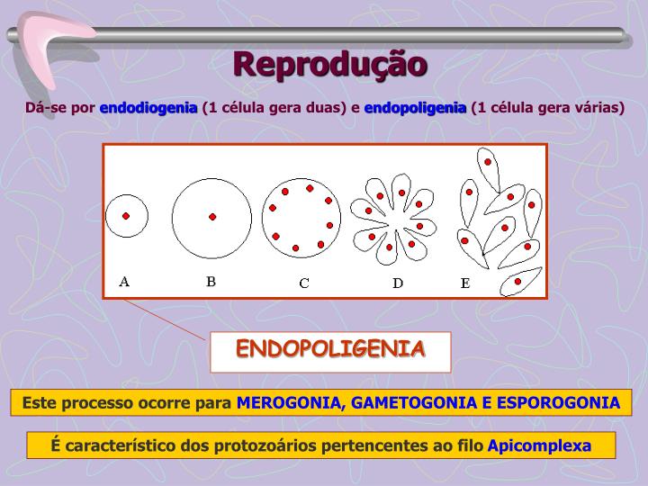 PPT - Toxoplasma gondii (Nicole e Manceaux, 1908) PowerPoint ...