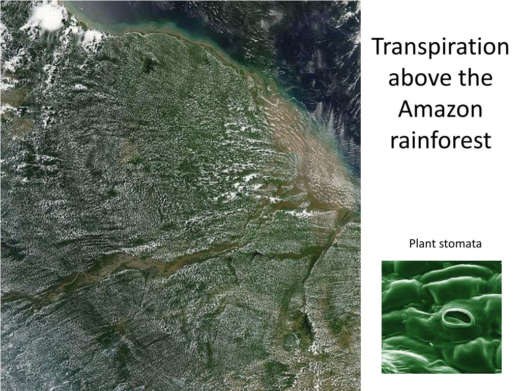 PPT - Water covers 71% of Earth’s surface and is the dominant agent ...