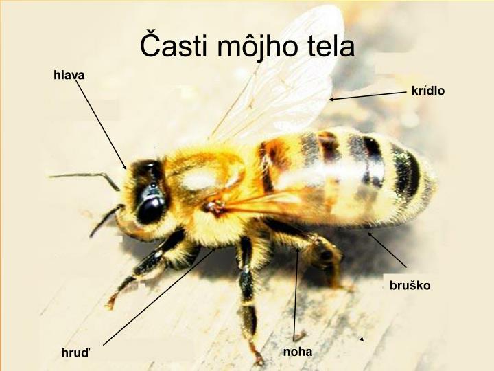 PPT - Včela medonosná PowerPoint Presentation - ID:923798