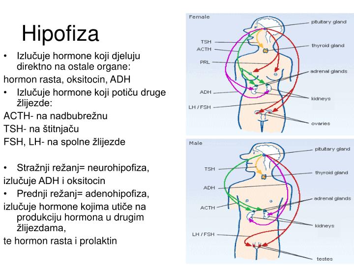 PPT - O čovjeku PowerPoint Presentation - ID:924671
