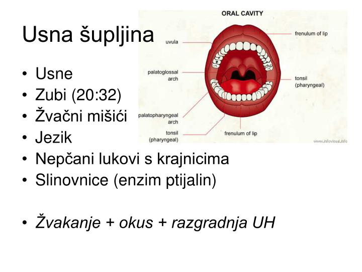 PPT - O čovjeku PowerPoint Presentation - ID:924671