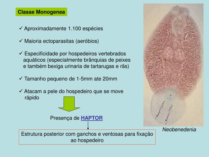 PPT - FILO PLATYHELMINTHES PowerPoint Presentation - ID:925148