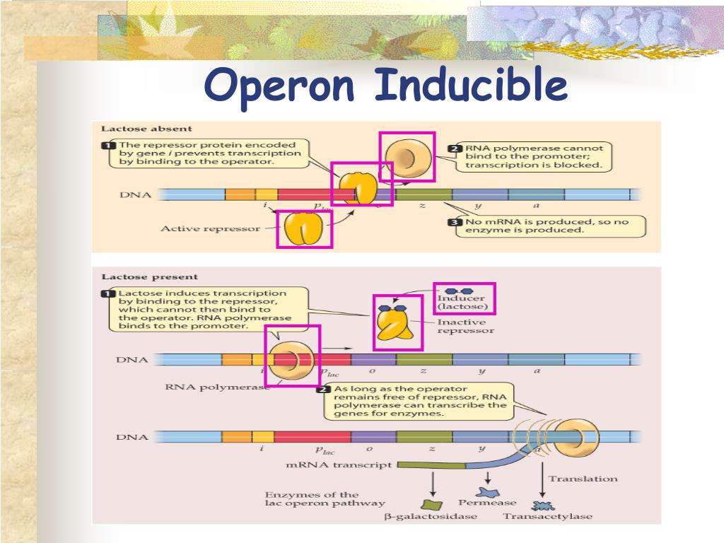 PPT - Código genético y el mecanismo de expresión PowerPoint ...