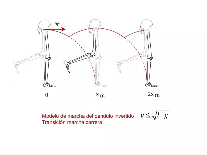 PPT - Modelo de marcha del péndulo invertido Transición marcha carrera ...