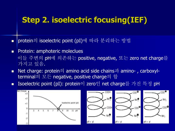 PPT - 2-D Electrophoresis PowerPoint Presentation - ID:926575