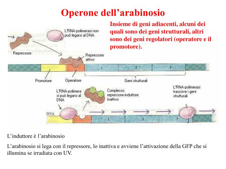 PPT - Trasformazione Batterica PowerPoint Presentation - ID:927227
