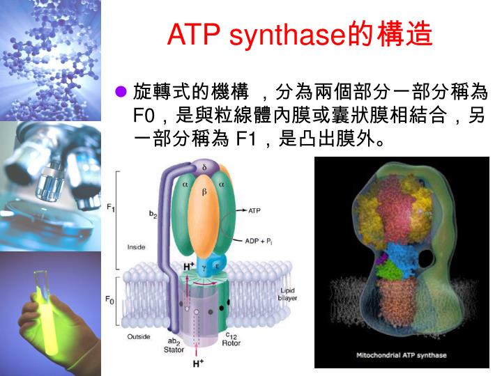 PPT - The Nobel Prize in Chemistry 1997 ATP synthase & Na+-K+ Pump ...