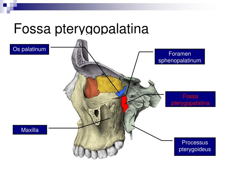 PPT - Fossa infratemporalis & Fossa pterygopalatina PowerPoint ...