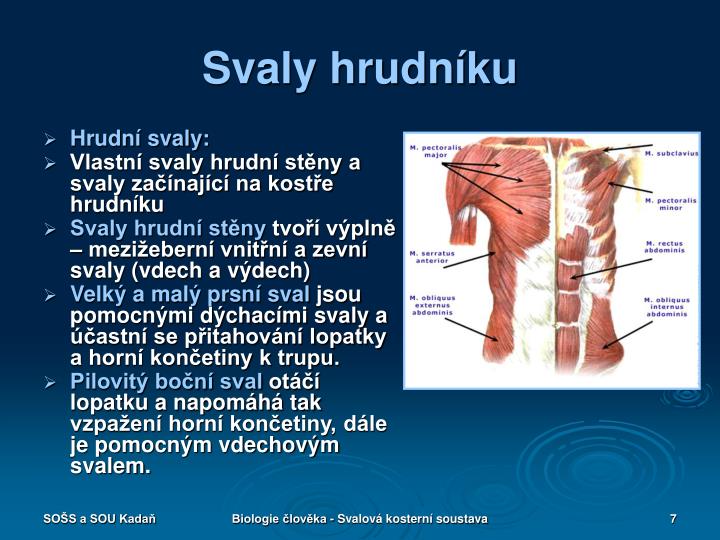 PPT - BIOLOGIE ČLOVĚKA SVALOVÁ KOSTERNÍ SOUSTAVA PowerPoint ...