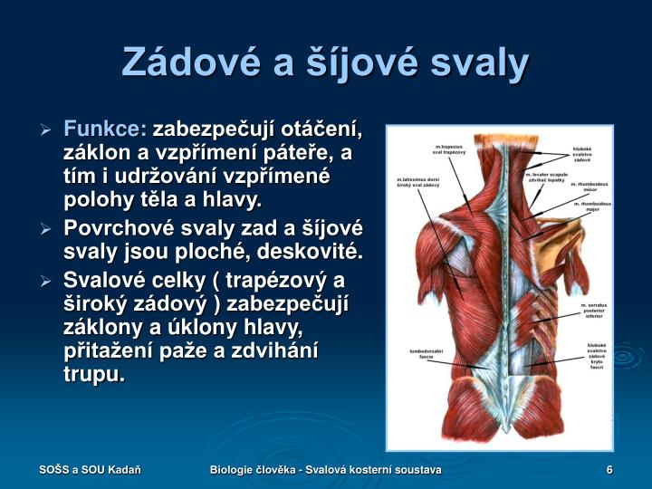 PPT - BIOLOGIE ČLOVĚKA SVALOVÁ KOSTERNÍ SOUSTAVA PowerPoint ...