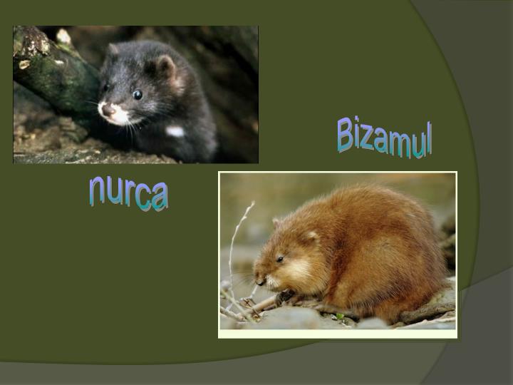 PPT - Delta Dunarii Rezervatie a biosferei PowerPoint Presentation - ID ...