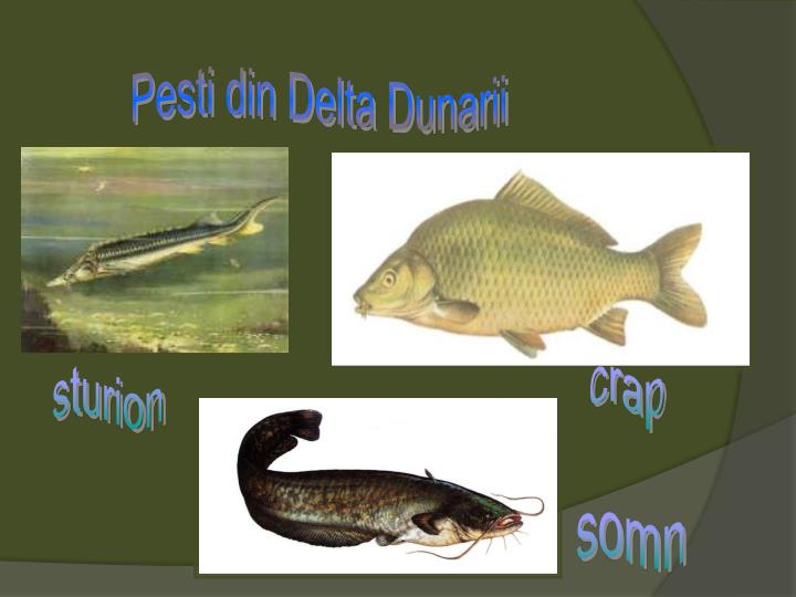 PPT - Delta Dunarii Rezervatie a biosferei PowerPoint Presentation - ID ...