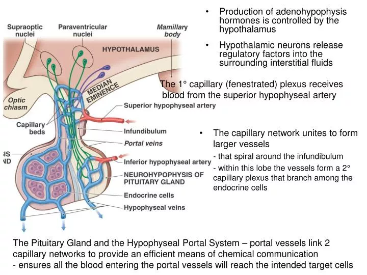 PPT - The capillary network unites to form larger vessels - that spiral ...