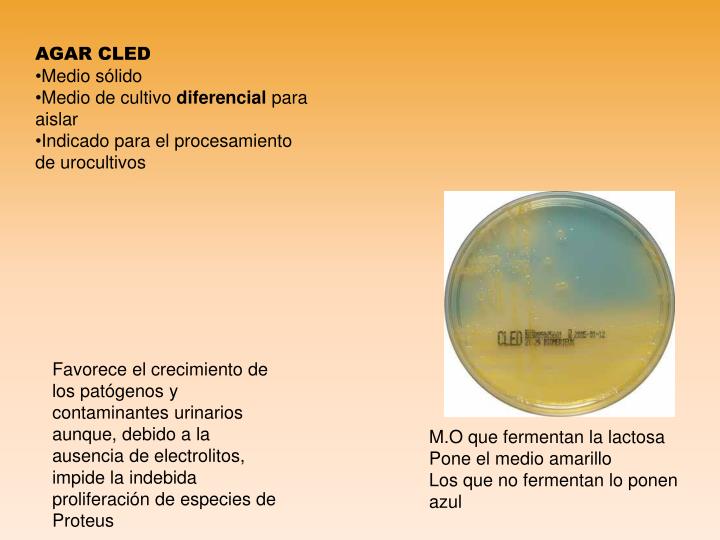 PPT - AGAR MACCONKEY Medio de cultivo sólido PowerPoint Presentation ...