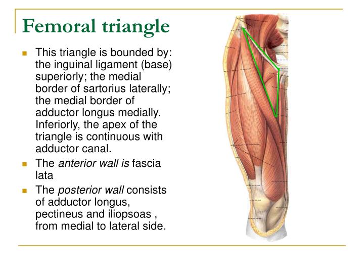 PPT - The lower limb(1) PowerPoint Presentation - ID:931555