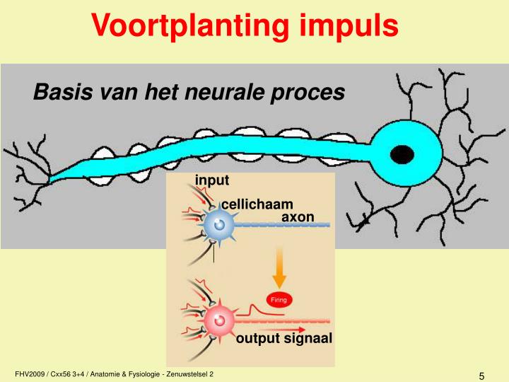 PPT - Anatomie / fysiologie PowerPoint Presentation - ID:931806