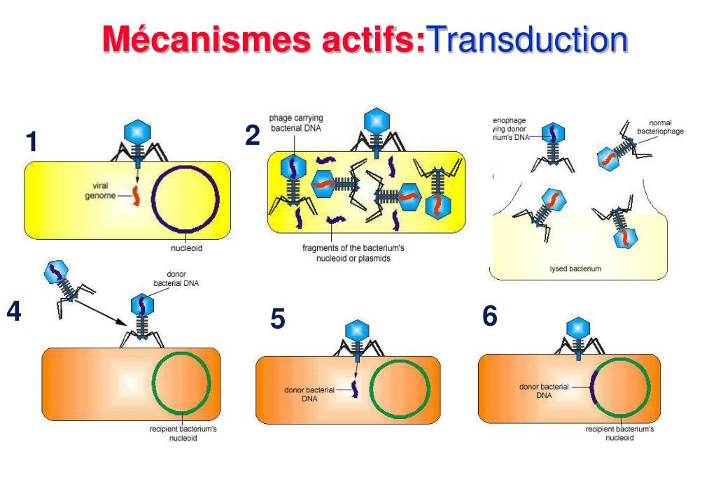 PPT - Mécanismes Générateurs de Biodiversité Génétique Transferts ...