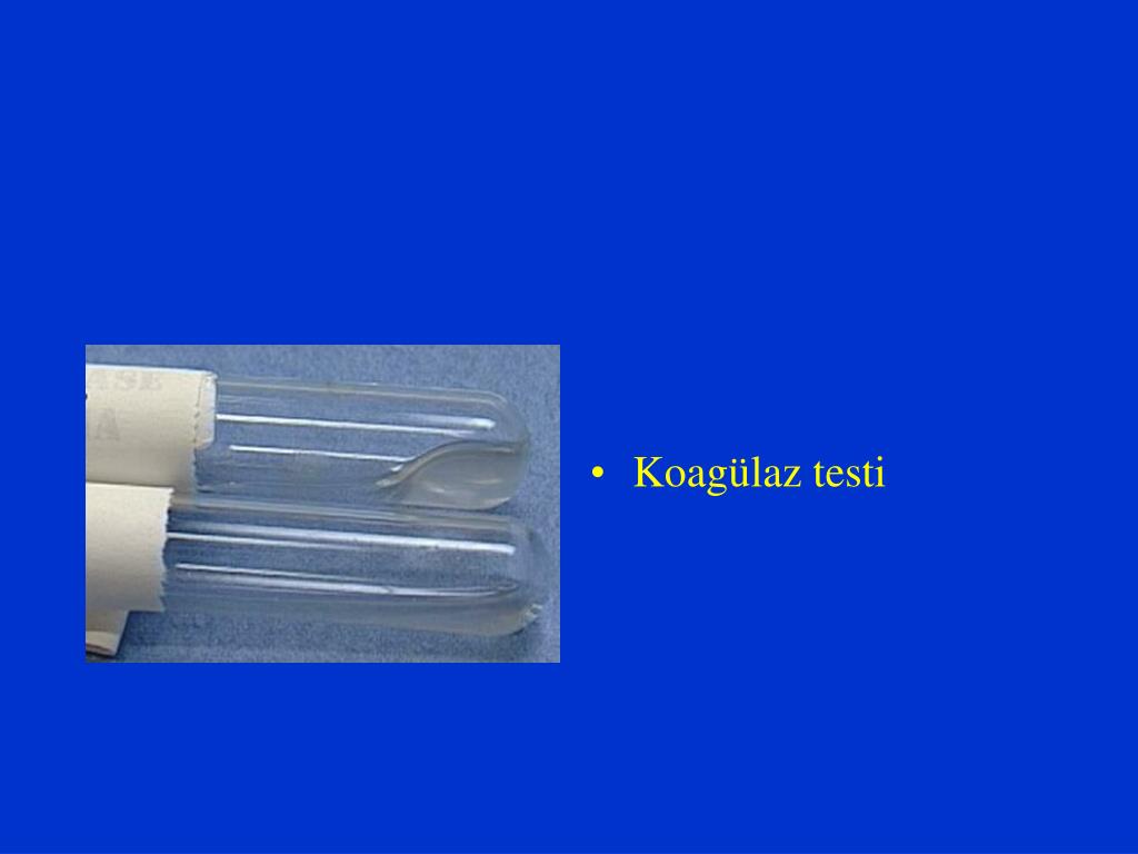 PPT - Stafilokokların Mikrobiyolojisi ve İnfeksiyon Oluşturma ...