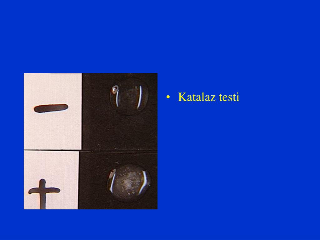 PPT - Stafilokokların Mikrobiyolojisi ve İnfeksiyon Oluşturma ...