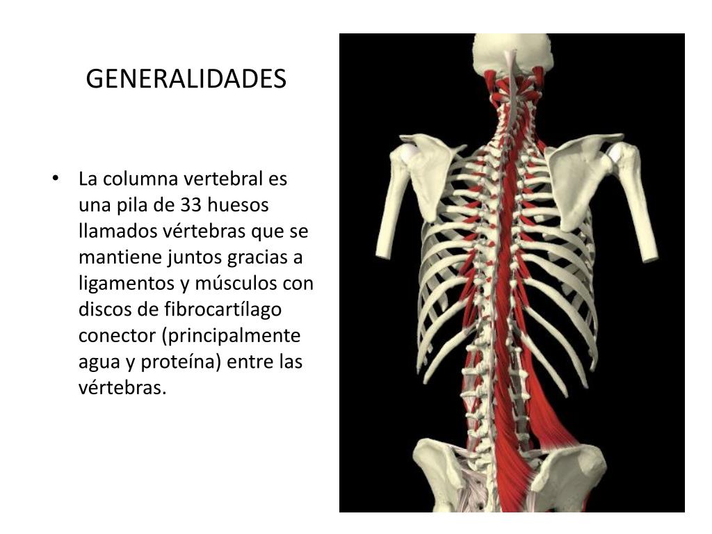 Ppt La Columna Vertebral Powerpoint Presentation Free Download Id