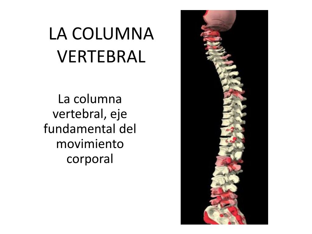 Ppt La Columna Vertebral Powerpoint Presentation Free Download Id