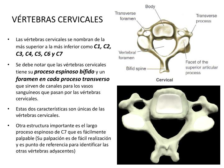 Ppt La Columna Vertebral Powerpoint Presentation Id 934928