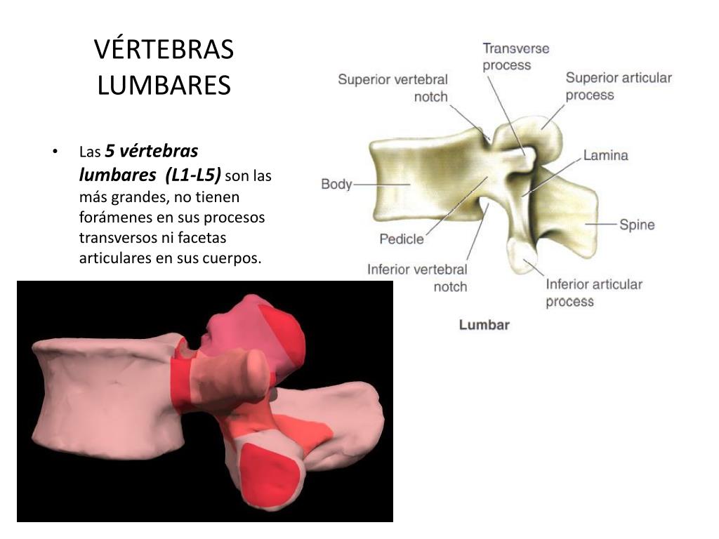 Ppt La Columna Vertebral Powerpoint Presentation Free Download Id