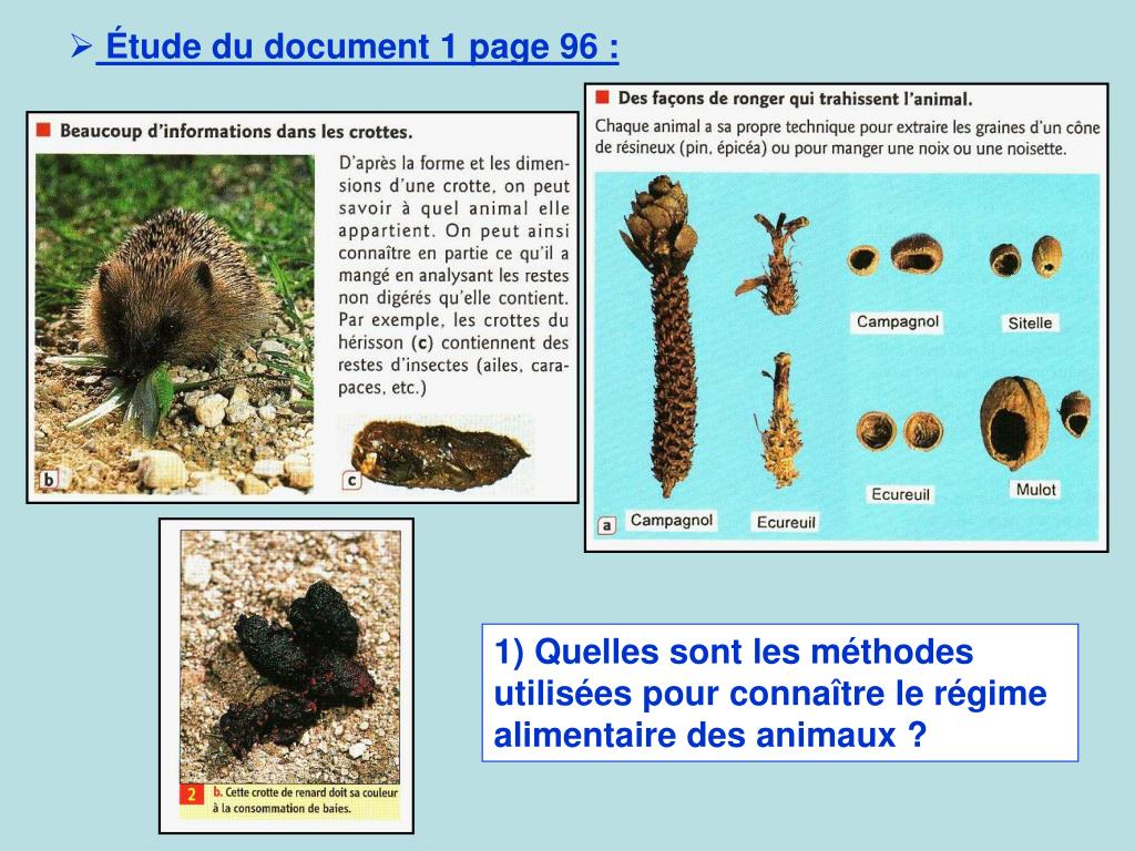 PPT - Chapitre 2 : Les besoins nutritifs des êtres vivants PowerPoint ...