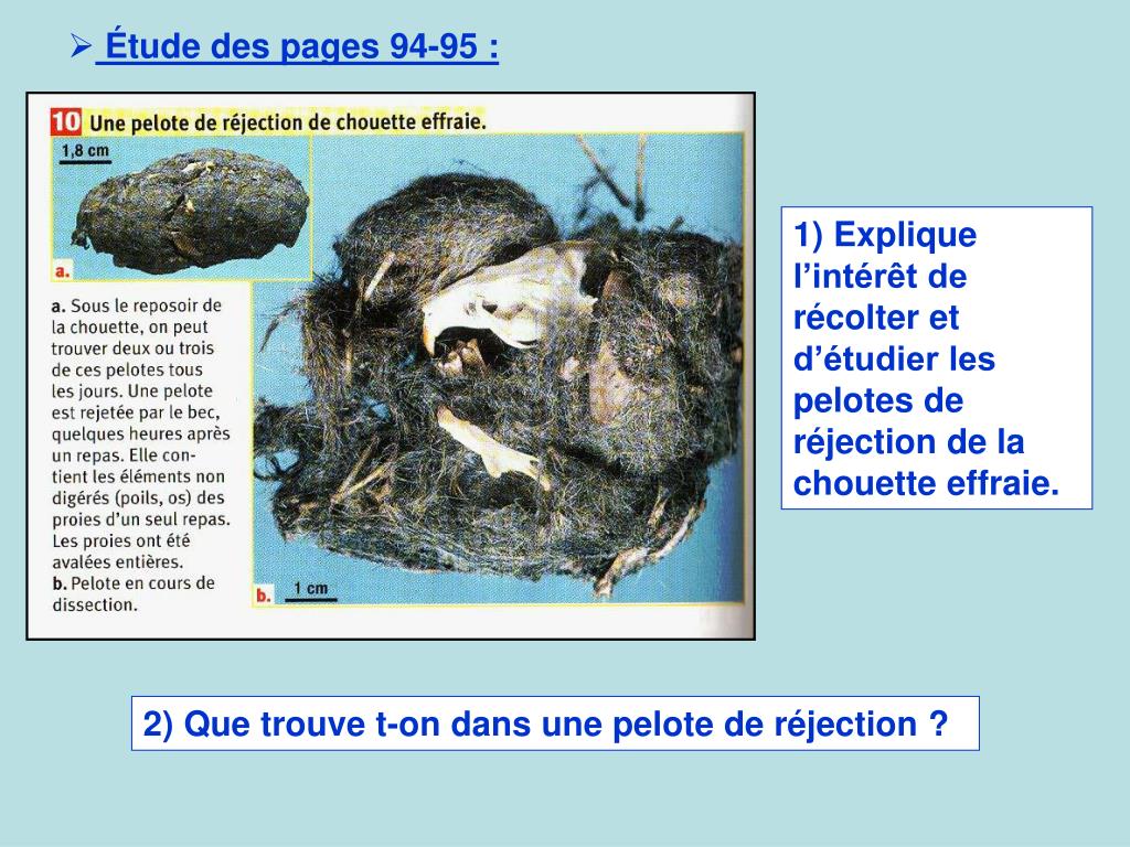PPT - Chapitre 2 : Les besoins nutritifs des êtres vivants PowerPoint ...