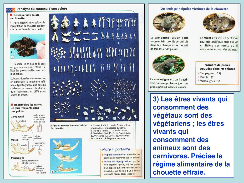 PPT - Chapitre 2 : Les besoins nutritifs des êtres vivants PowerPoint ...