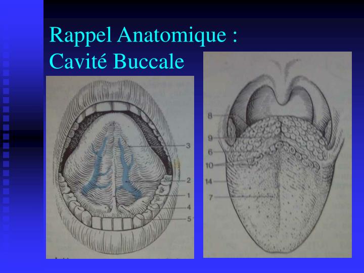 PPT - CANCERS DE LA CAVITÉ BUCCALE & OROPHARYNX PowerPoint Presentation ...