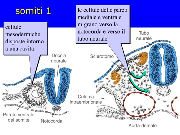 PPT - derivati dei foglietti germinativi PowerPoint Presentation - ID ...