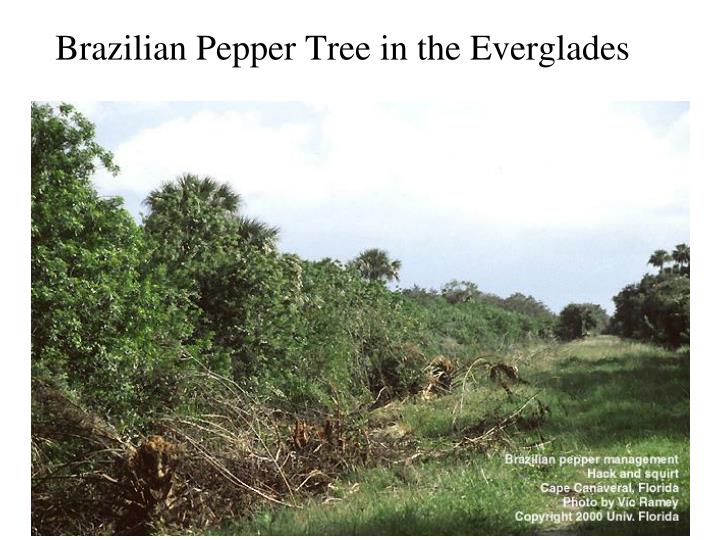 PPT - Ecosystem Management PowerPoint Presentation - ID:94067