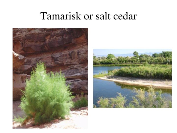 PPT - Ecosystem Management PowerPoint Presentation - ID:94067