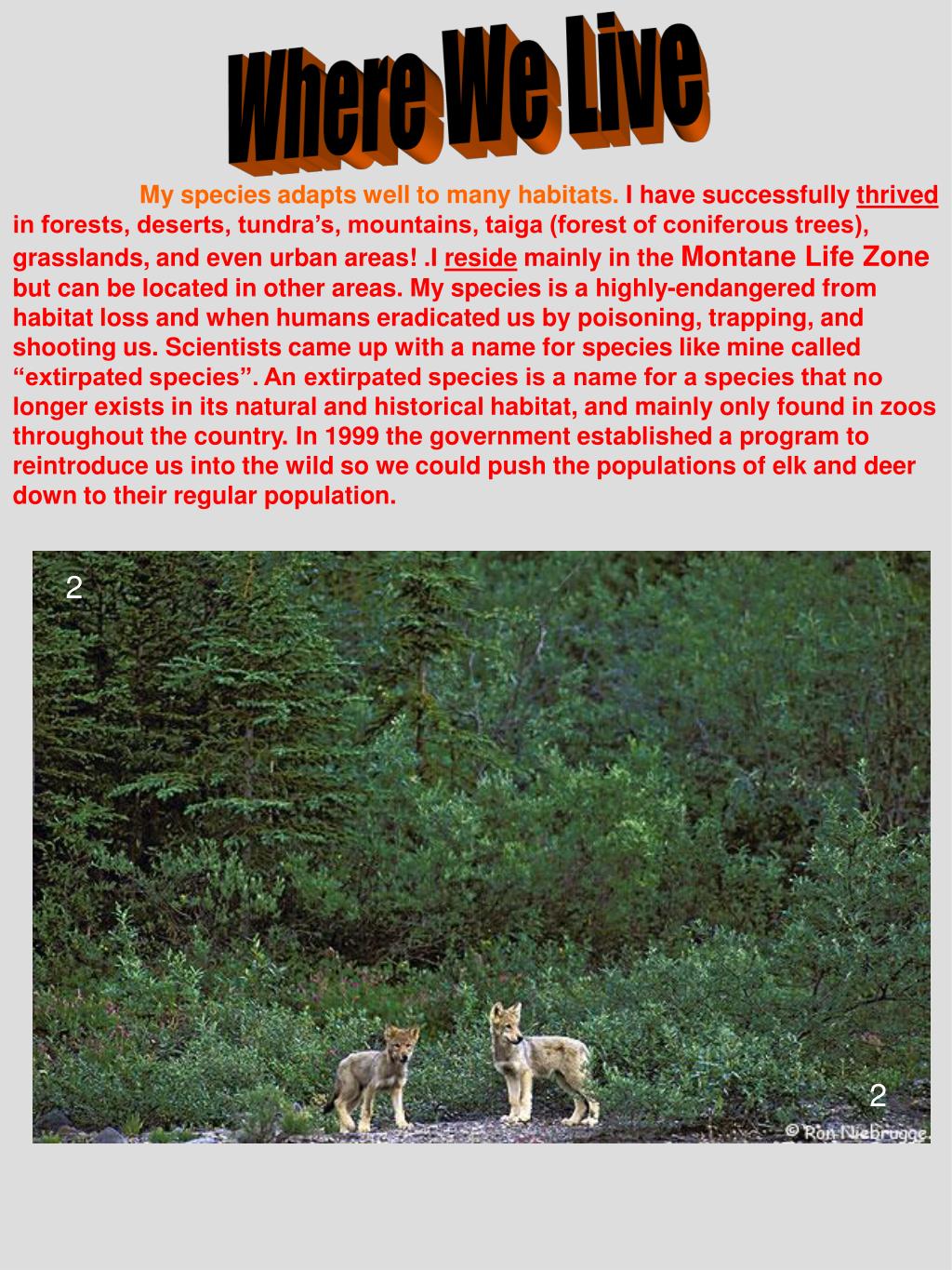 PPT - The Grey Wolf's Life in the Montane Lifezone PowerPoint ...