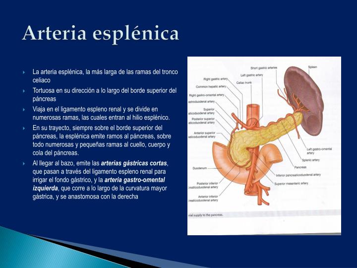 Arteria Lienalis