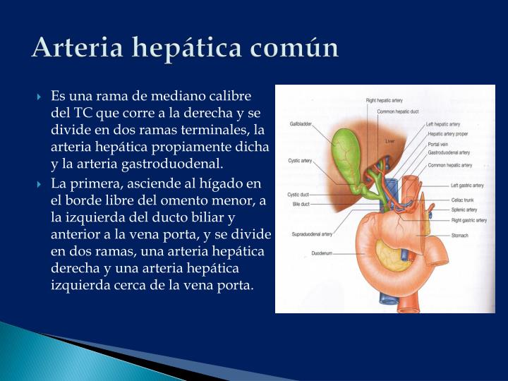 PPT - RAMOS ANTERIORES DE LA AORTA ABDOMINAL VENA PORTA, LINFATICOS DEL ...