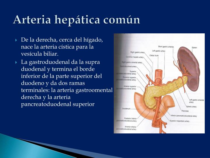 PPT - RAMOS ANTERIORES DE LA AORTA ABDOMINAL VENA PORTA, LINFATICOS DEL ...