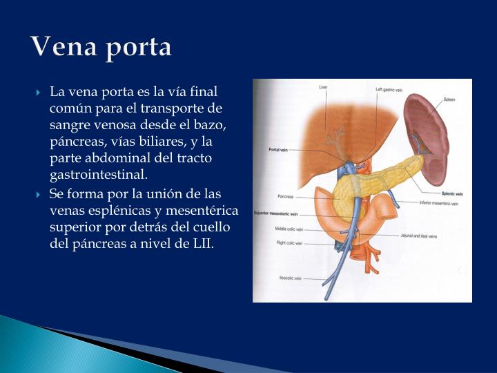 PPT - RAMOS ANTERIORES DE LA AORTA ABDOMINAL VENA PORTA, LINFATICOS DEL ...