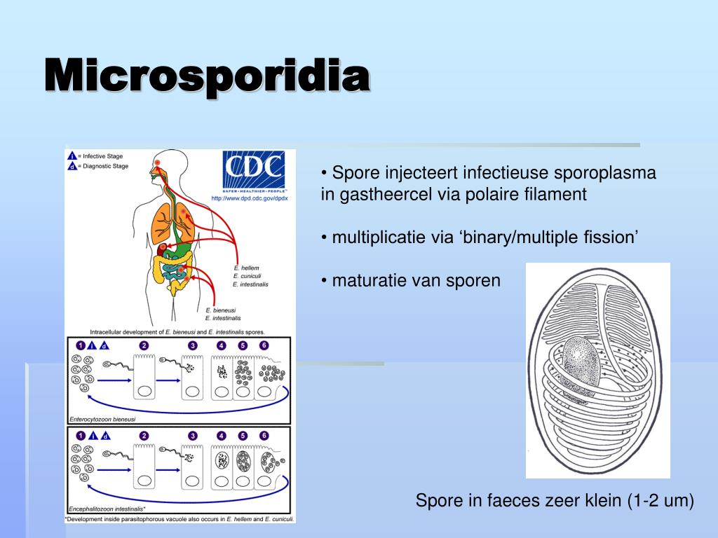 PPT - CAT opsporen van parasieten in faeces: wat en voor wie ...