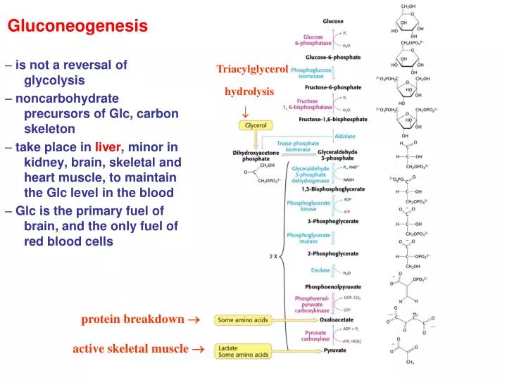 PPT - Gluconeogenesis PowerPoint Presentation, free download - ID:943041