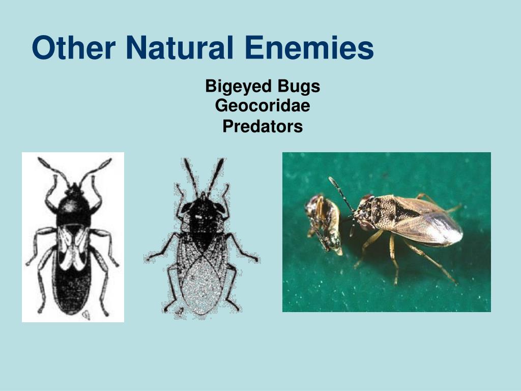 PPT - Hairy Chinch Bug Biology and Parasitoids in Ohio PowerPoint ...