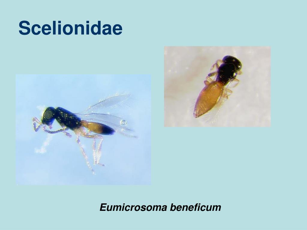 PPT - Hairy Chinch Bug Biology and Parasitoids in Ohio PowerPoint ...