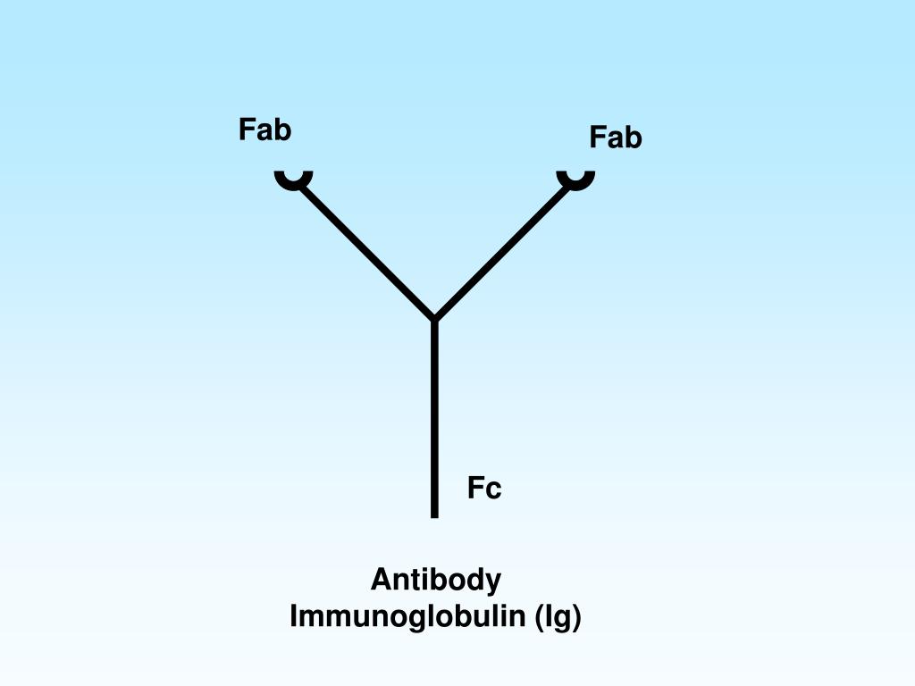 PPT - IM1003: Medical Immunology Introduction to immunological disease ...