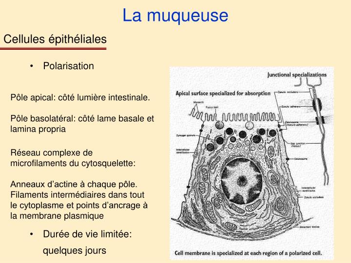 PPT - M2 Infectiologie Cellulaire et Moléculaire, Vaccinologie Module 5 ...