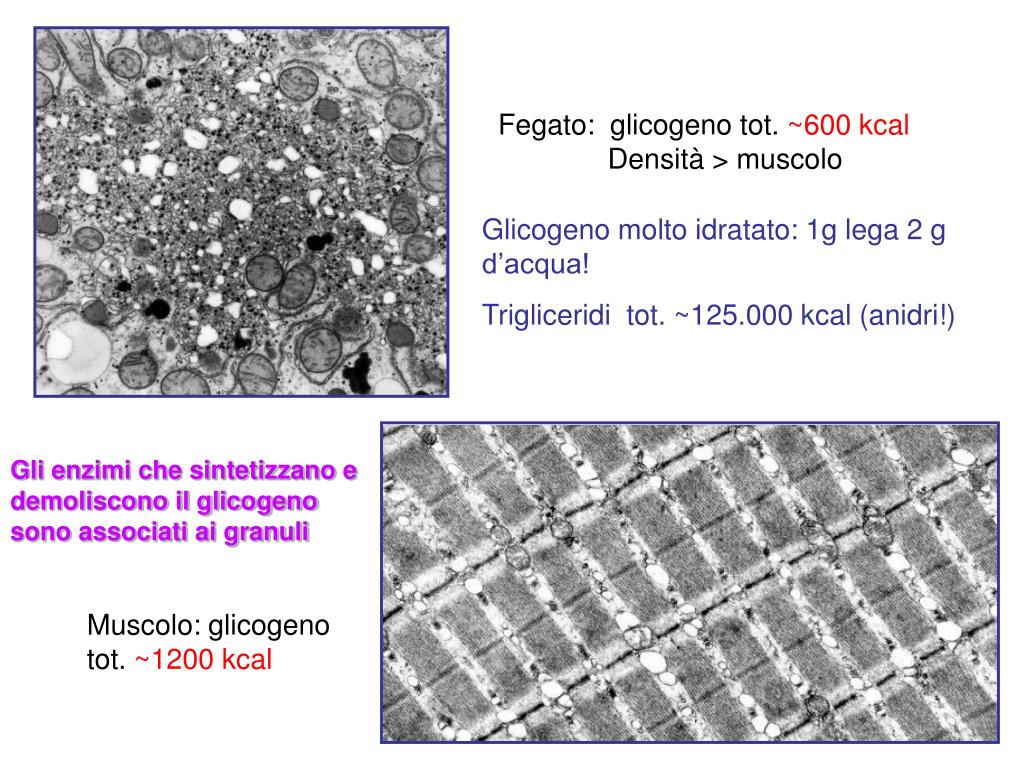 PPT - Le Glicogenosi Il glicogeno è il polisaccaride di riserva delle ...