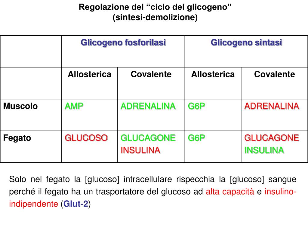 PPT - Le Glicogenosi Il glicogeno è il polisaccaride di riserva delle ...