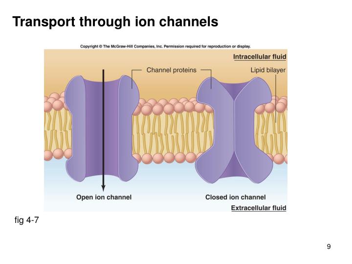 PPT - Intracellular vs. extracellular concentrations PowerPoint ...