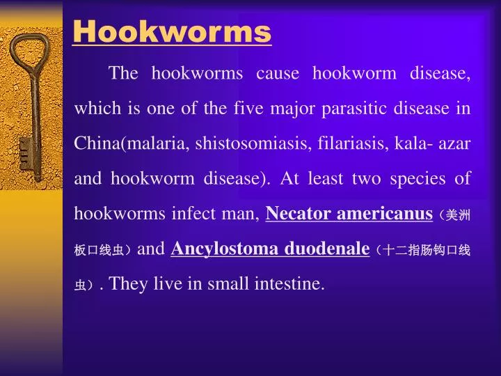 PPT - Hookworms PowerPoint Presentation, free download - ID:946943